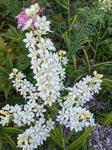 Melanthium virginicum (Bunchflower) – You Choose