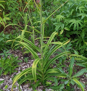 Melanthium virginicum (Bunchflower) – You Choose