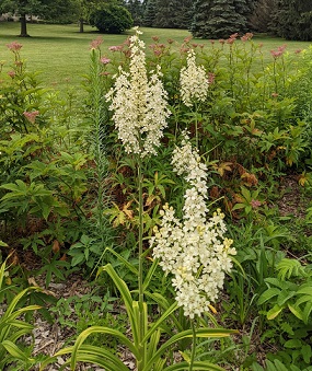 Melanthium virginicum (Bunchflower) – You Choose