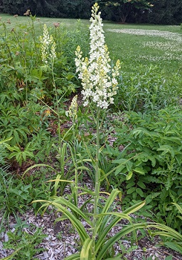 Melanthium virginicum (Bunchflower) – You Choose