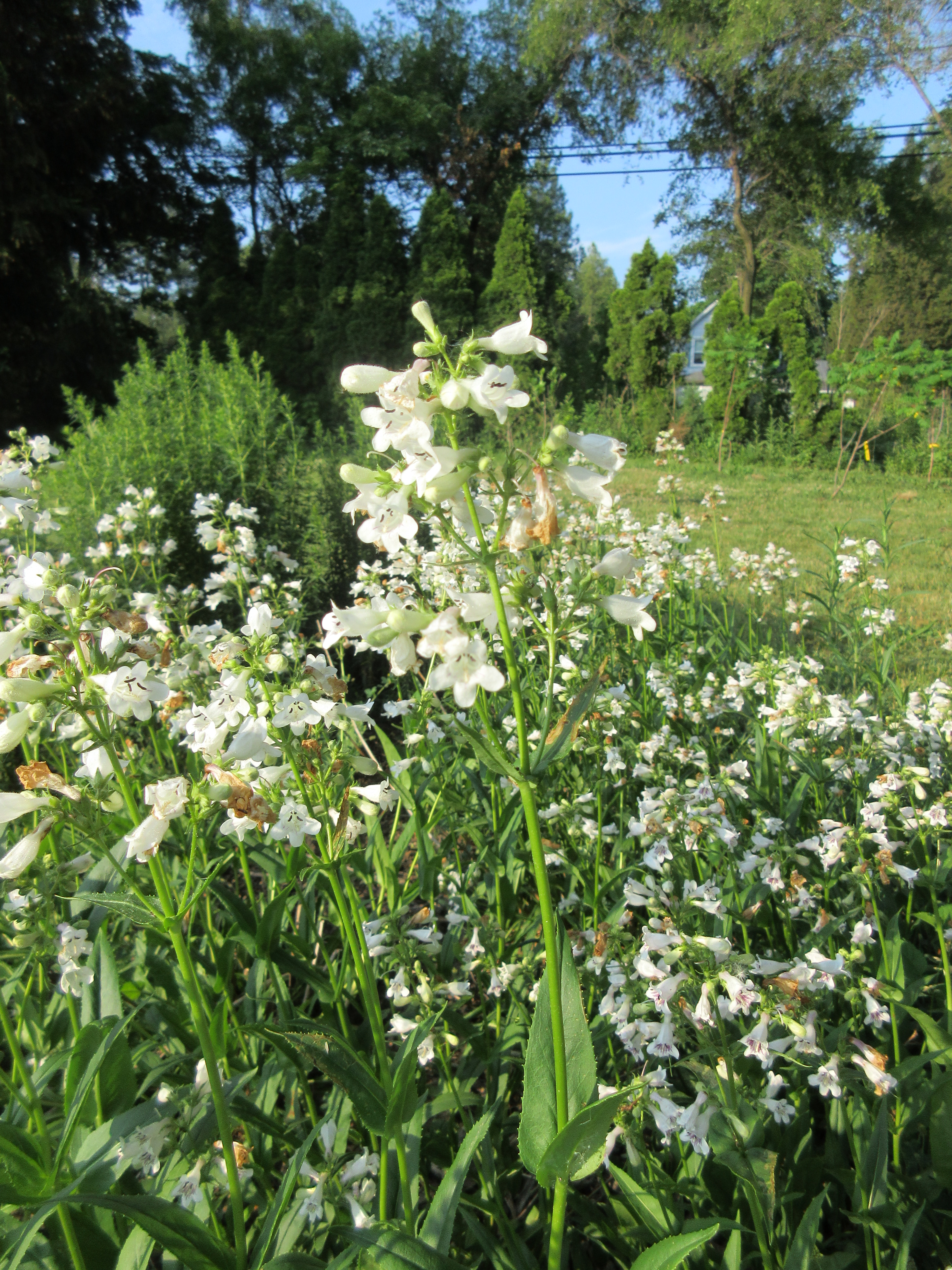 Penstemon digitalis (Foxglove penstemon) – You Choose